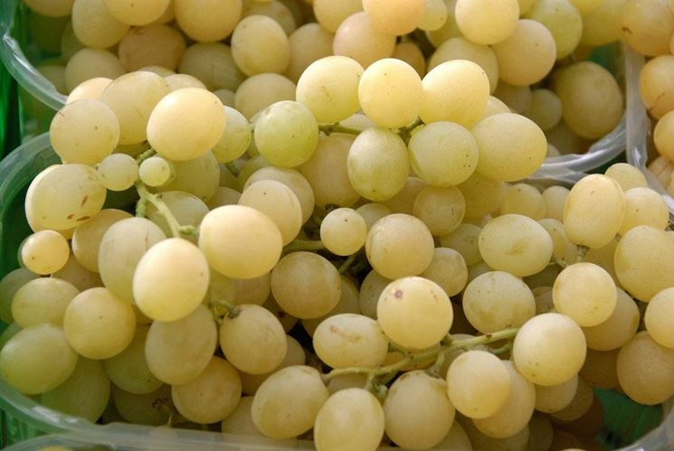 Raisin Blanc Italia - Cod. 7787