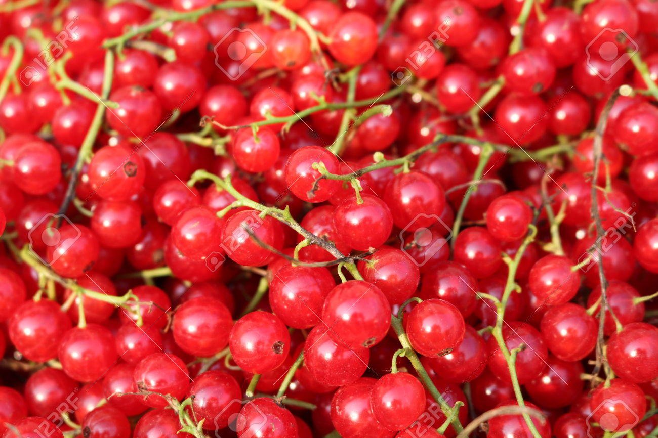 Groseilles - Cod. 8640